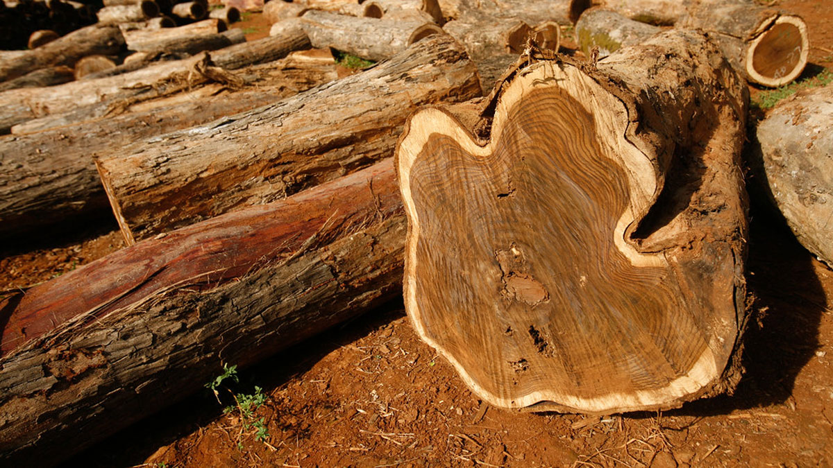 Surprising Facts You Need to Know About Teak Wood - Big Apple Little ...